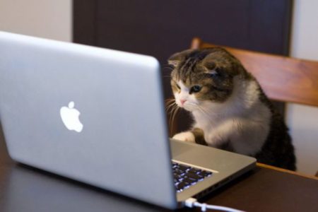 cat-typing | odd letters